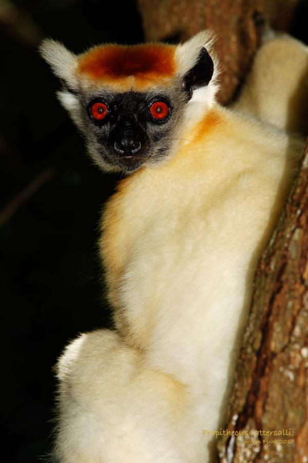 10 Super Cute Lemur Species - ViewKick