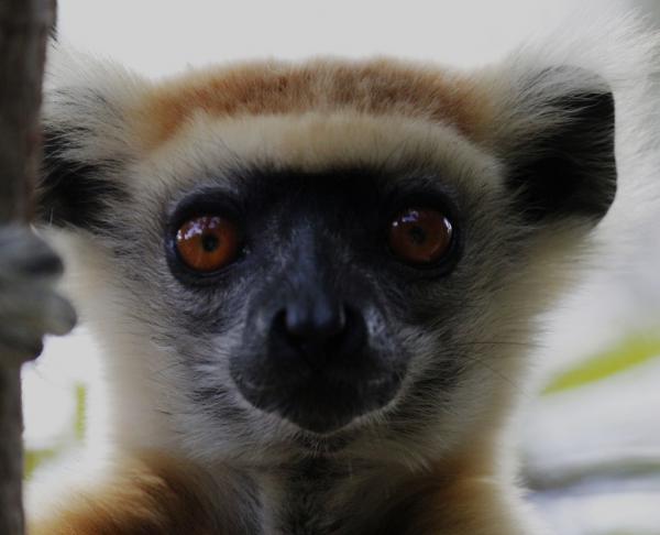 10 Super Cute Lemur Species - ViewKick