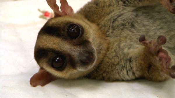 10 Super Cute Lemur Species - ViewKick