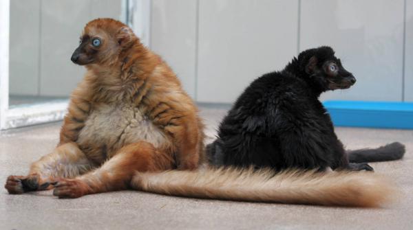 10 Super Cute Lemur Species - ViewKick