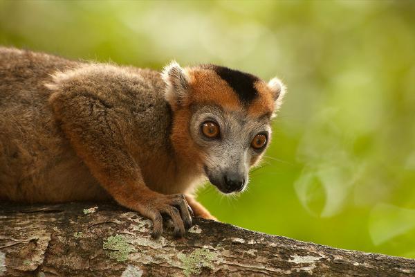 10 Super Cute Lemur Species - ViewKick