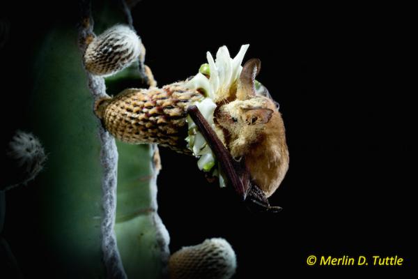 Cute Photos of Pollen-Covered Bats Taken by Merlin Tuttle - ViewKick
