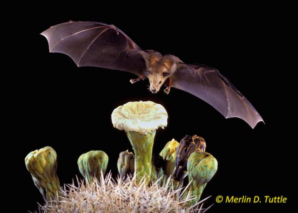 Cute Photos of Pollen-Covered Bats Taken by Merlin Tuttle - ViewKick