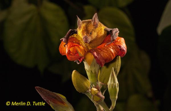 Cute Photos of Pollen-Covered Bats Taken by Merlin Tuttle - ViewKick