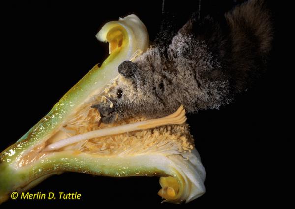 Cute Photos of Pollen-Covered Bats Taken by Merlin Tuttle - ViewKick