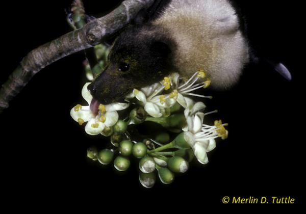 Cute Photos of Pollen-Covered Bats Taken by Merlin Tuttle - ViewKick