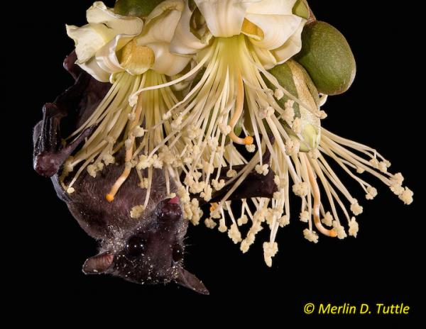 Cute Photos of Pollen-Covered Bats Taken by Merlin Tuttle - ViewKick