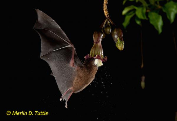 Cute Photos of Pollen-Covered Bats Taken by Merlin Tuttle - ViewKick