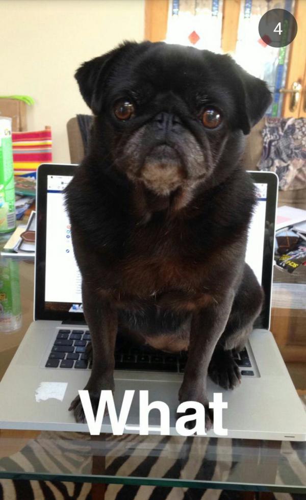 Hilarious Images of Animals Being Mean - ViewKick