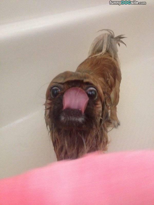 These 20 Dog Faces Will Instantly put a smile on your face - ViewKick