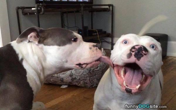 These 20 Dog Faces Will Instantly put a smile on your face - ViewKick