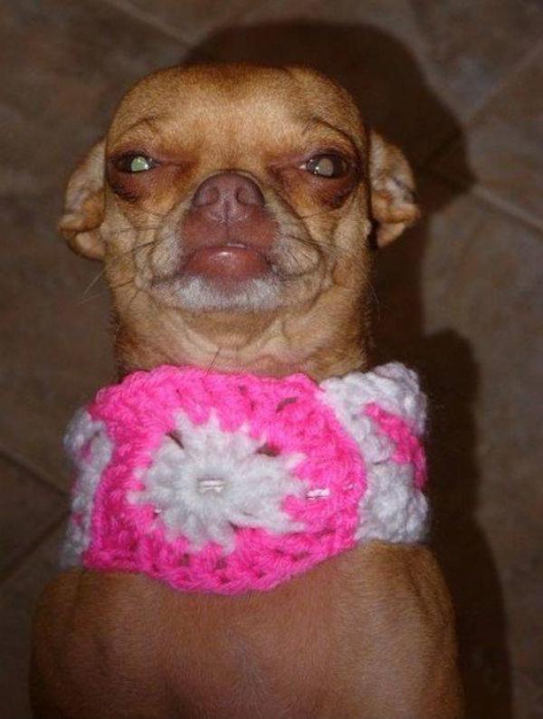 These 20 Dog Faces Will Instantly put a smile on your face - ViewKick