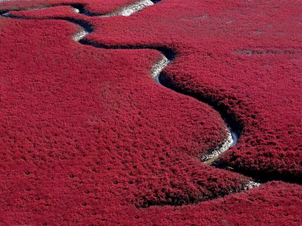 Amazing Red Beach in China - ViewKick