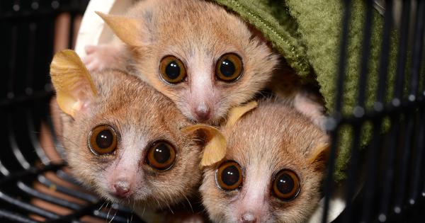10 Super Cute Lemur Species - ViewKick