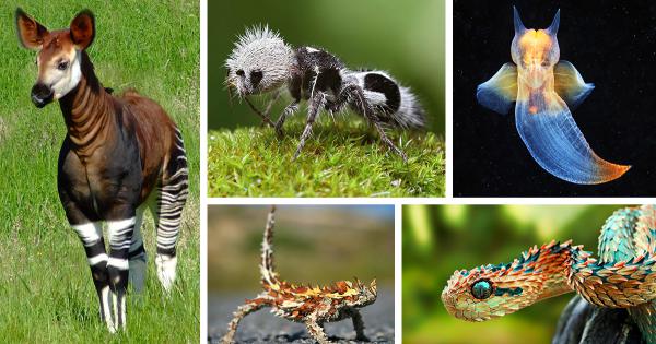30 Strange And Creepy Creatures You Probably Haven't Heard About - ViewKick