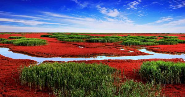 Amazing Red Beach in China - ViewKick